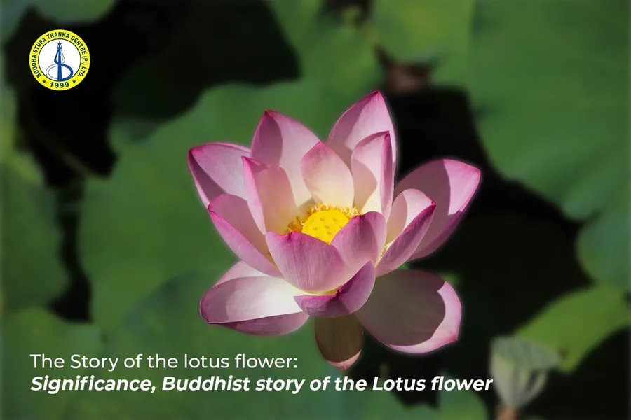 The Story of Lotus Flower and The 4 Types of Lotus in Buddhism | Boudha ...